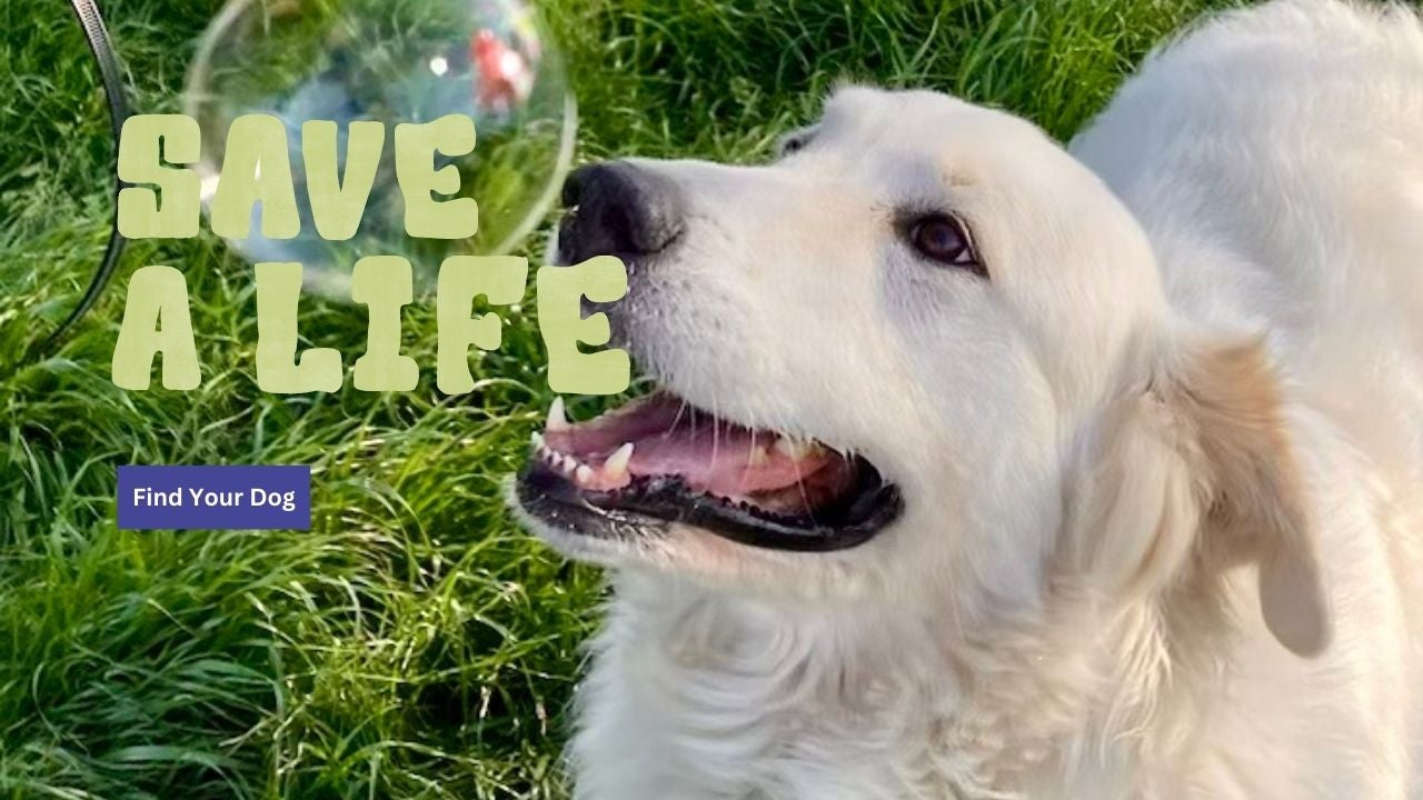 CoPilot Animal Rescue | CoPilot Animal Rescue